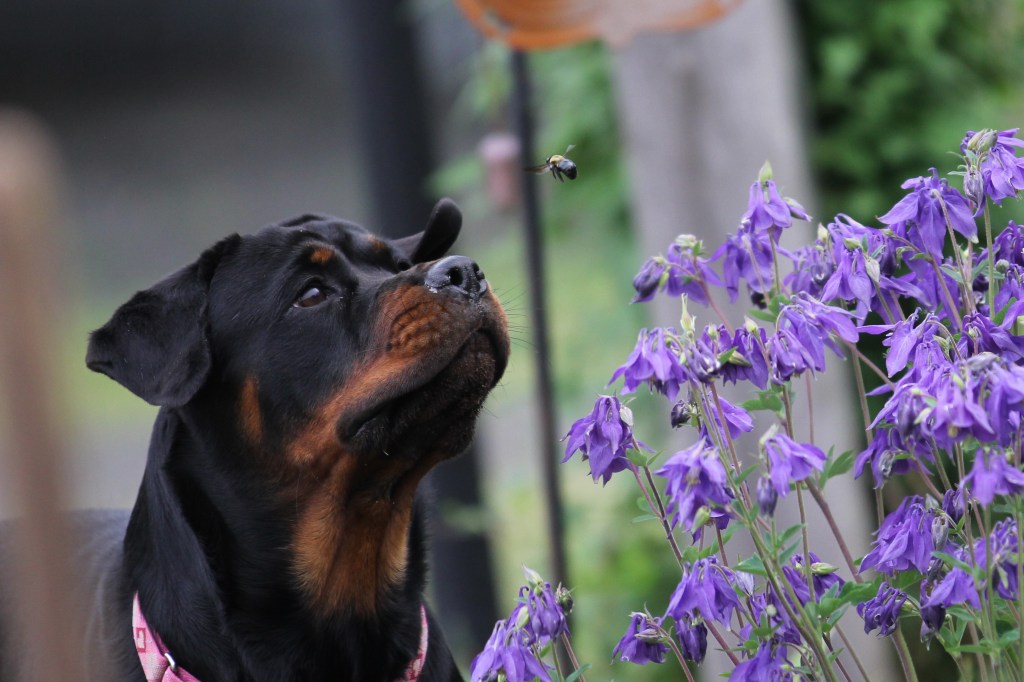 Misty Downs Animal Wellness & Training