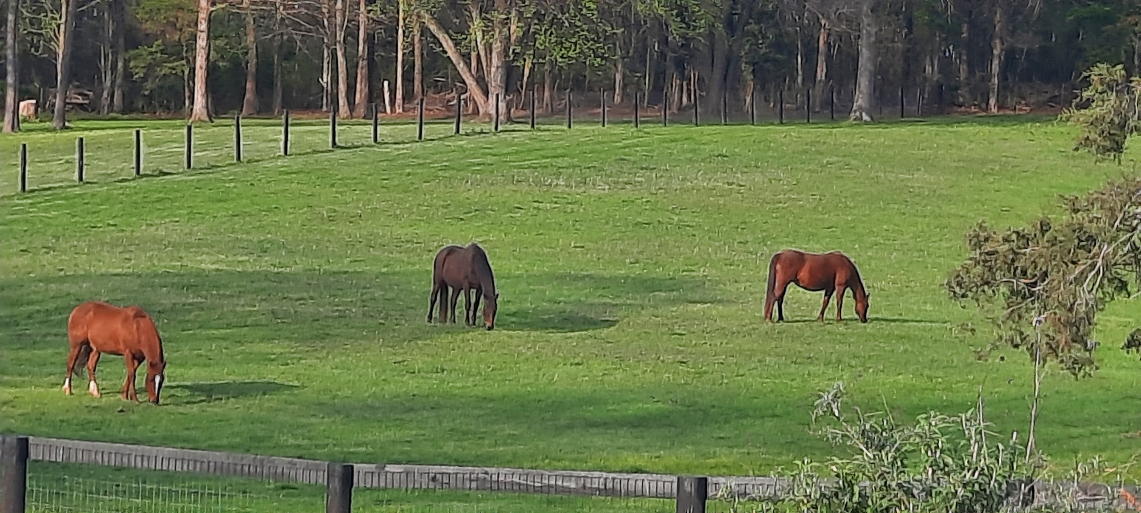 Misty Downs Animal Wellness & Training