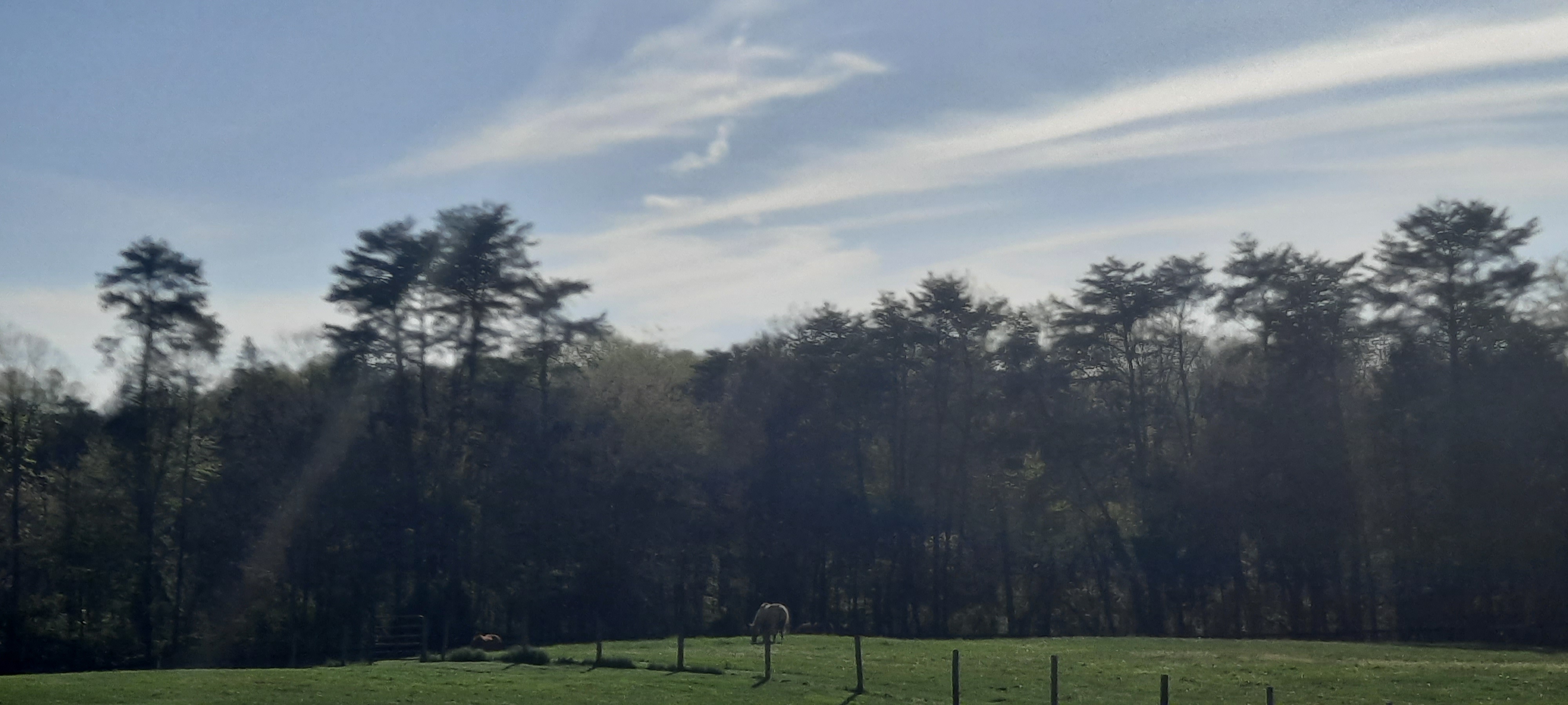 Horse Boarding – Misty Downs Animal Wellness & Training