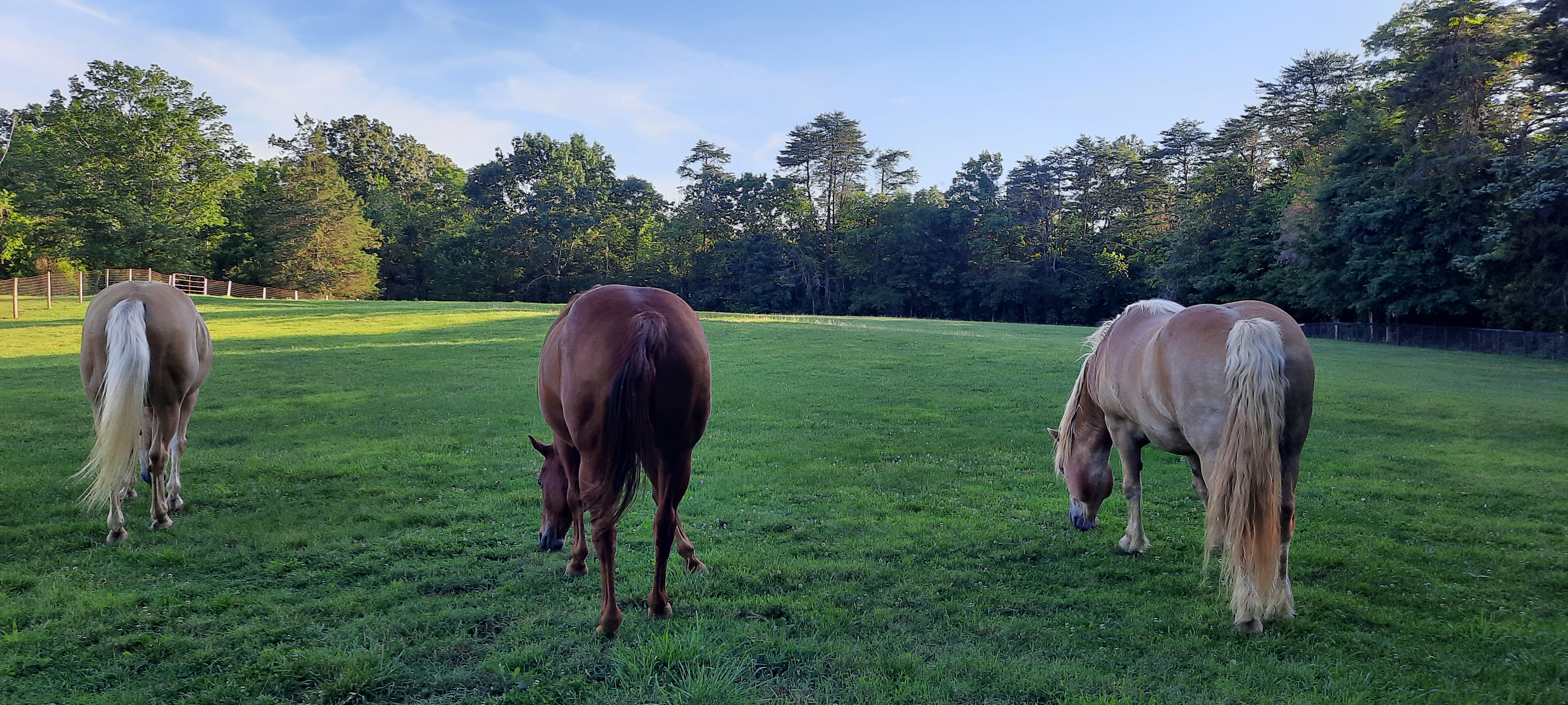 Horse Boarding – Misty Downs Animal Wellness & Training