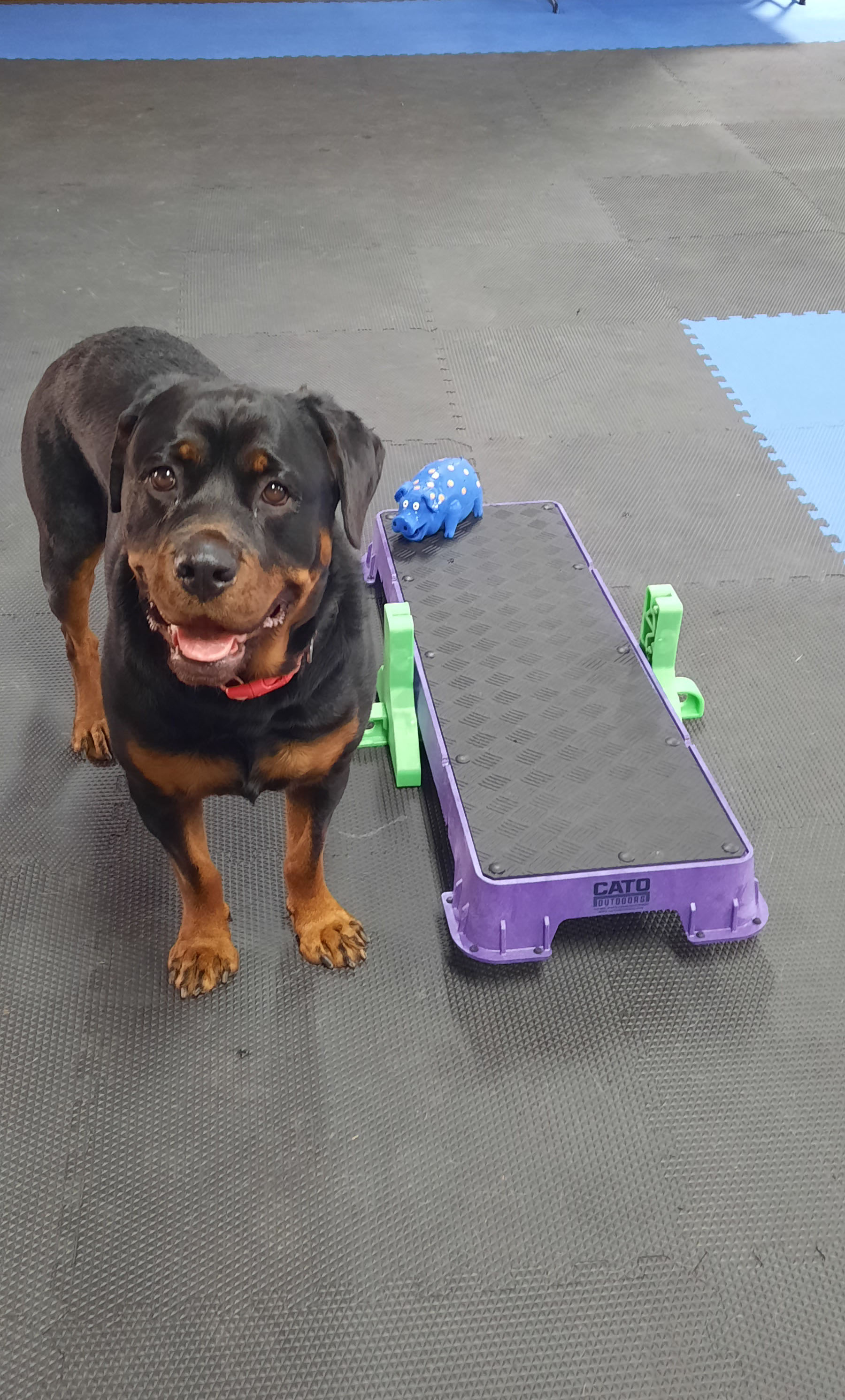 Misty Downs Animal Wellness & Training