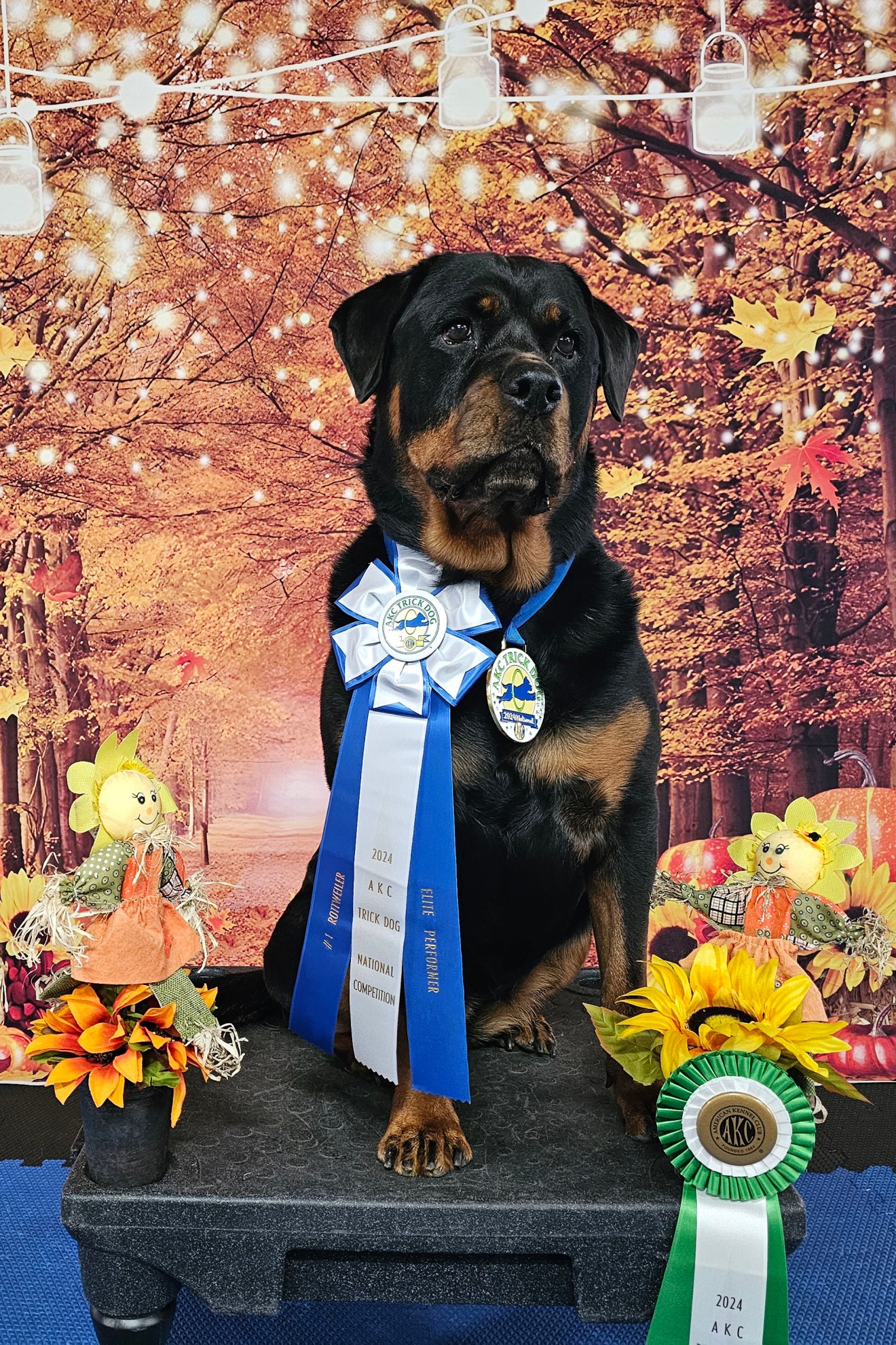Misty Downs Animal Wellness & Training